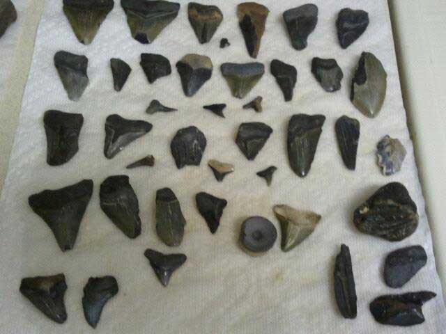 Bone Valley Trip To Mosiac Mine - Fossil Hunting Trips - The Fossil Forum
