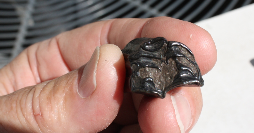 Cleaning A Fossil Horse Tooth - Questions & Answers - The Fossil Forum