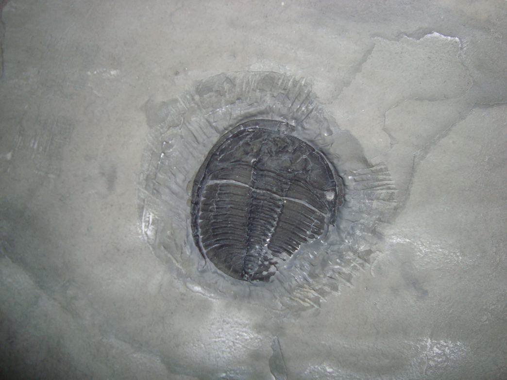 Trilobite Preparation - Member Collections - The Fossil Forum