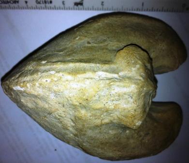 West Texas Clam - Fossil ID - The Fossil Forum