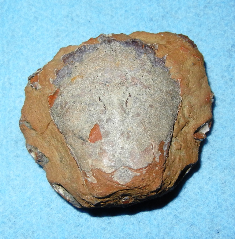 Pathological Crab - Fossil ID - The Fossil Forum