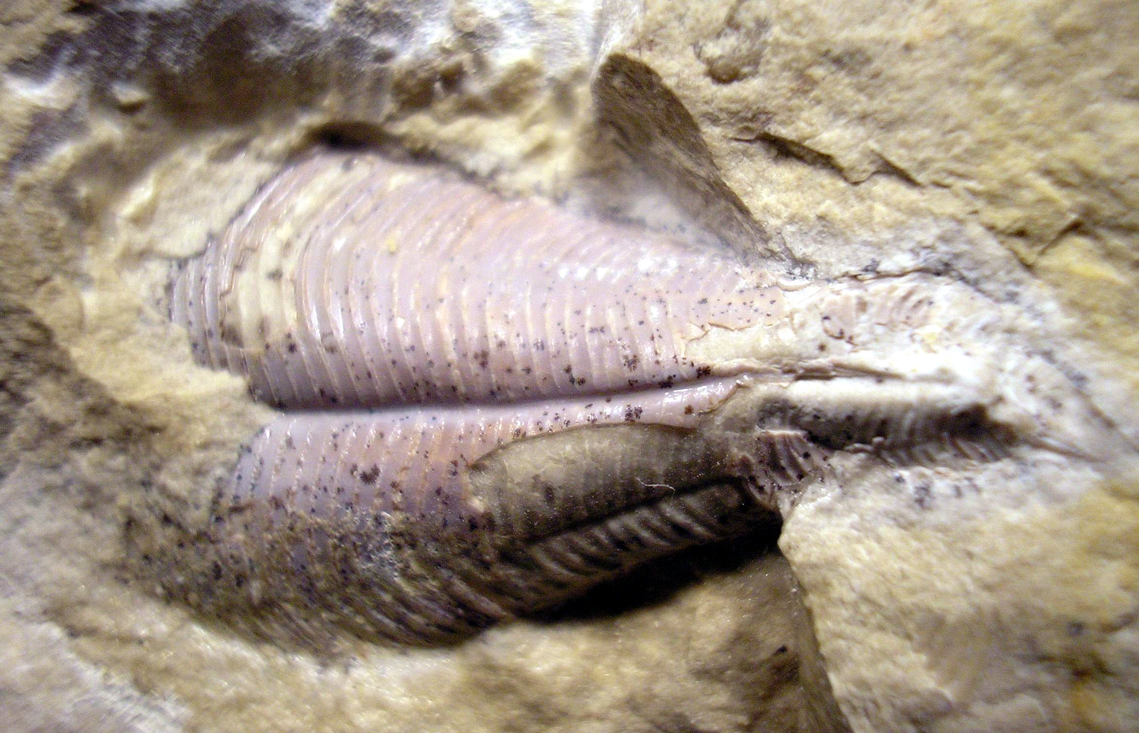 Show Us Your Conulariids! - Member Collections - The Fossil Forum