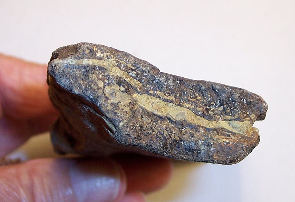 Sulphur River Fish Bone - Fossil ID - The Fossil Forum