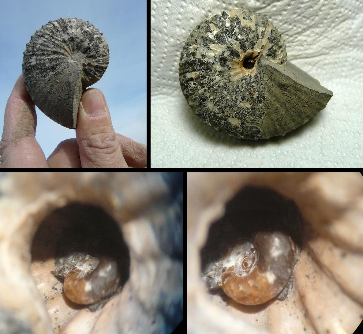 January 2012 Invertebrate / Plant Find Of The Month - Fossil of the ...