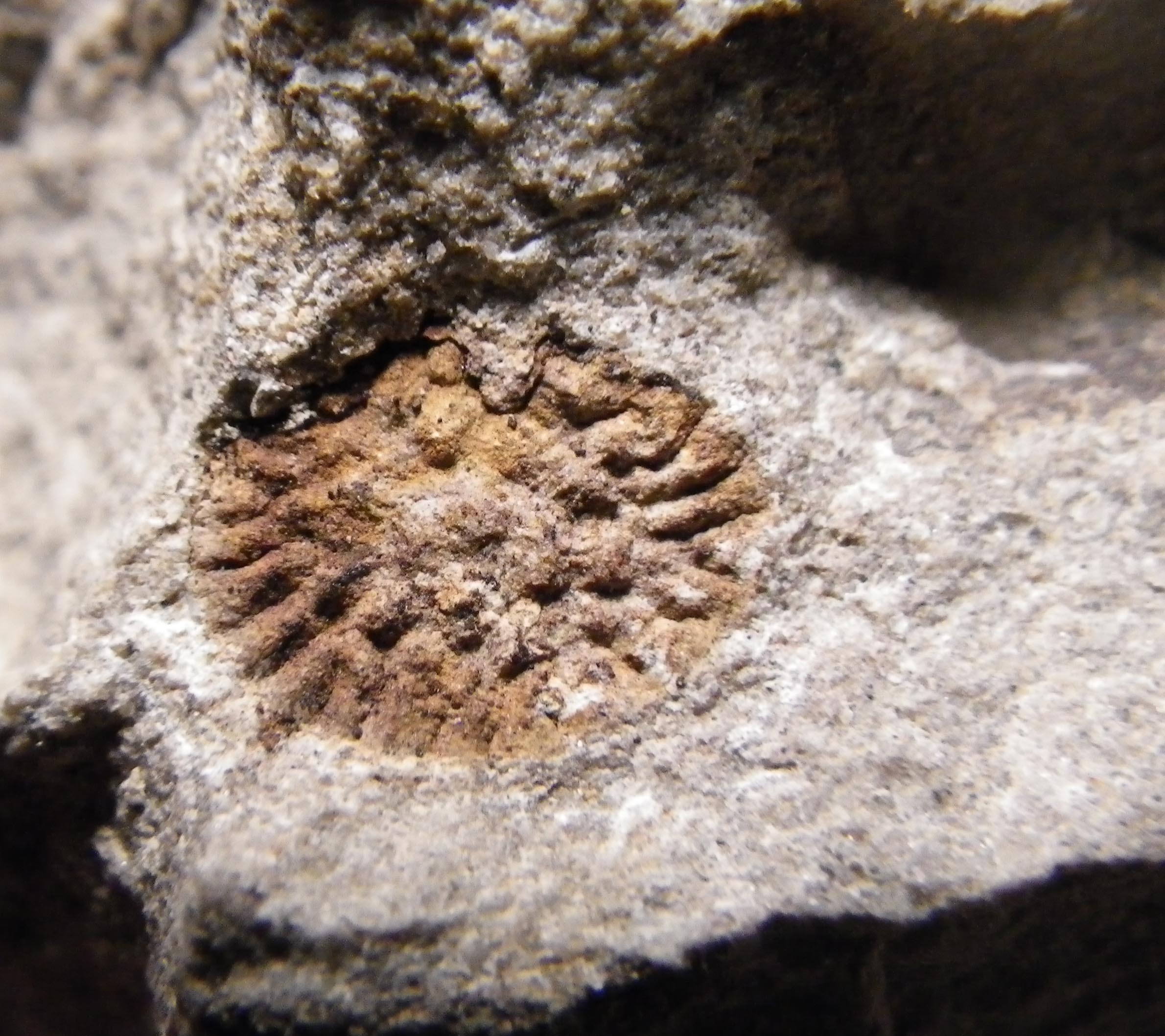 Cretaceous Seed Utah - Fossil ID - The Fossil Forum
