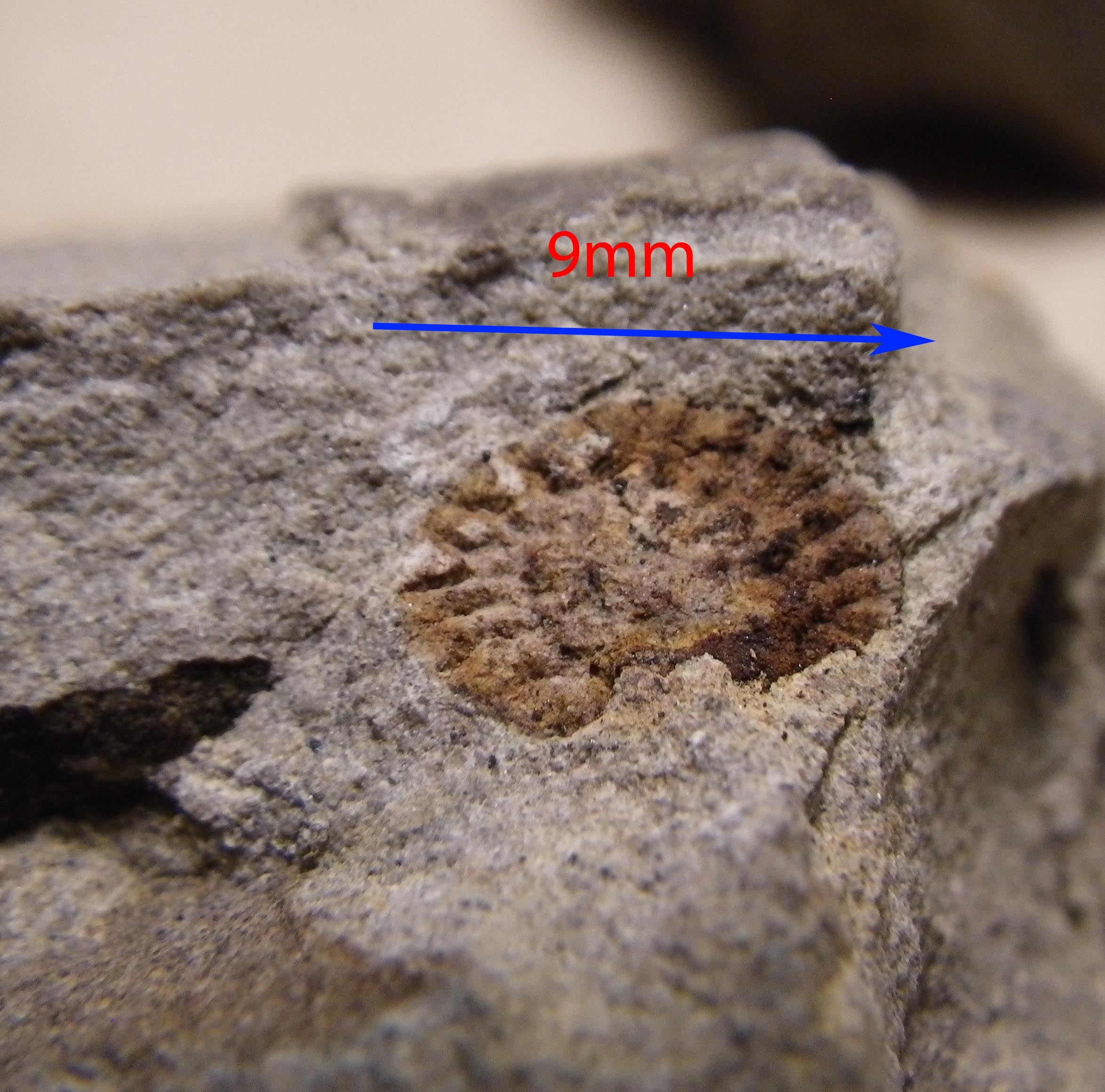 Cretaceous Seed Utah - Fossil ID - The Fossil Forum