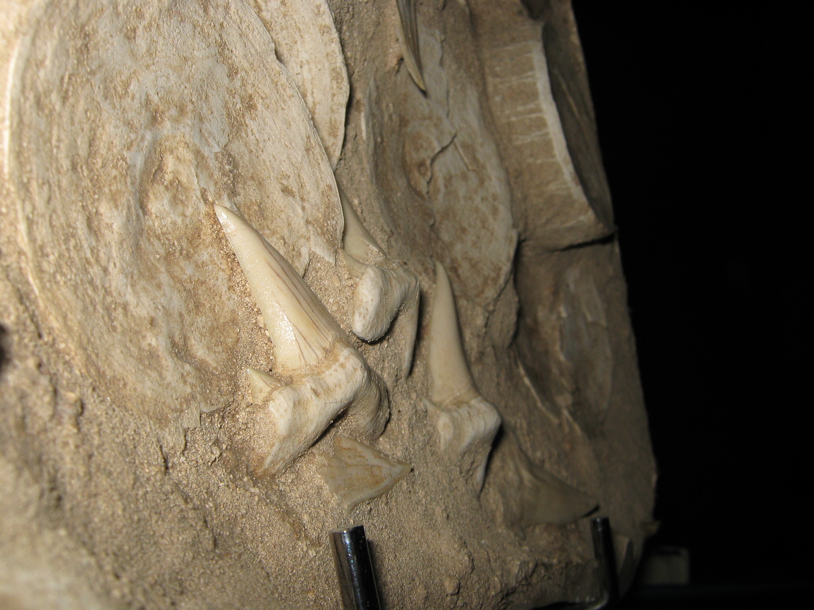 Big Prep Job - General Fossil Discussion - The Fossil Forum