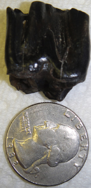 Peace River Tooth Maybe Bison? - Fossil ID - The Fossil Forum
