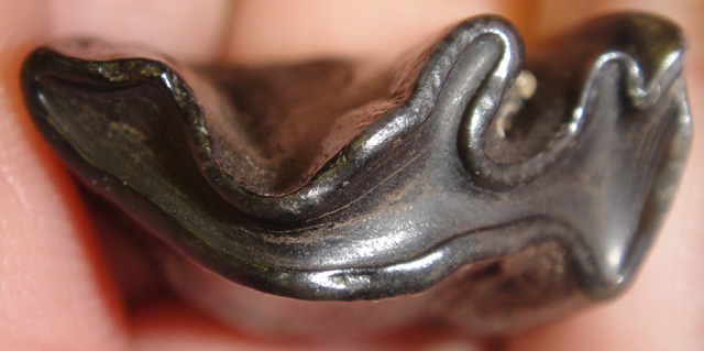 Peace River Tooth Maybe Bison? - Fossil ID - The Fossil Forum