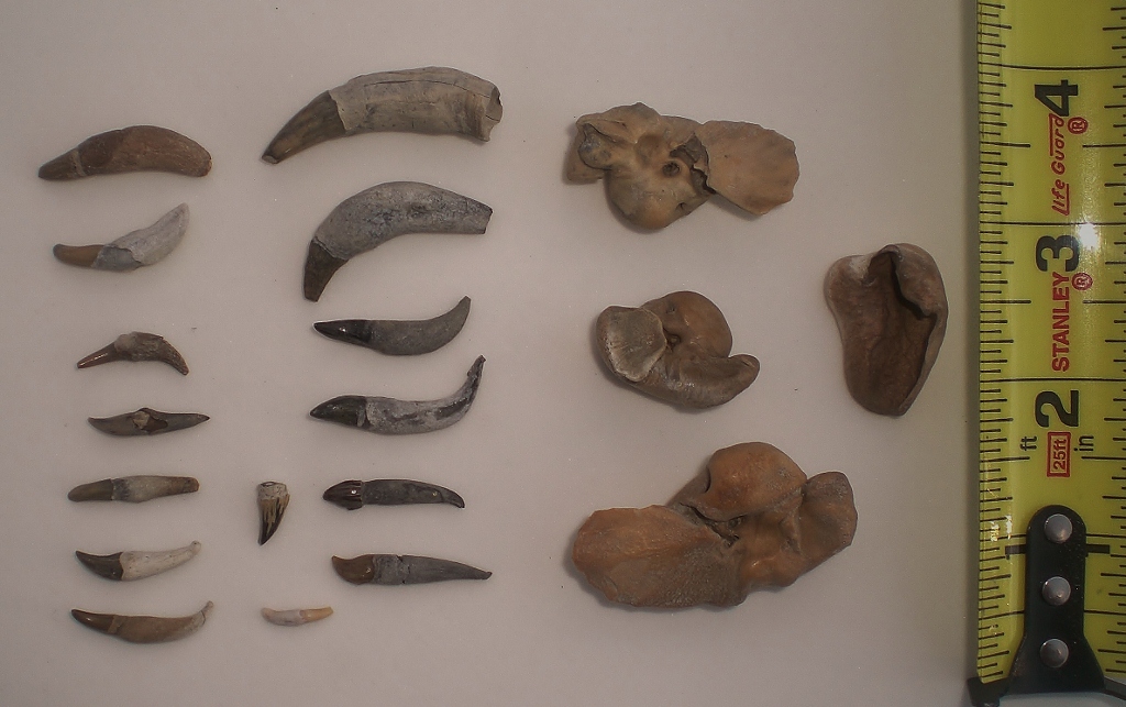 Fossil Dolphin Teeth And Ear Bones From Aurora, N. C. - Fossil ID - The ...