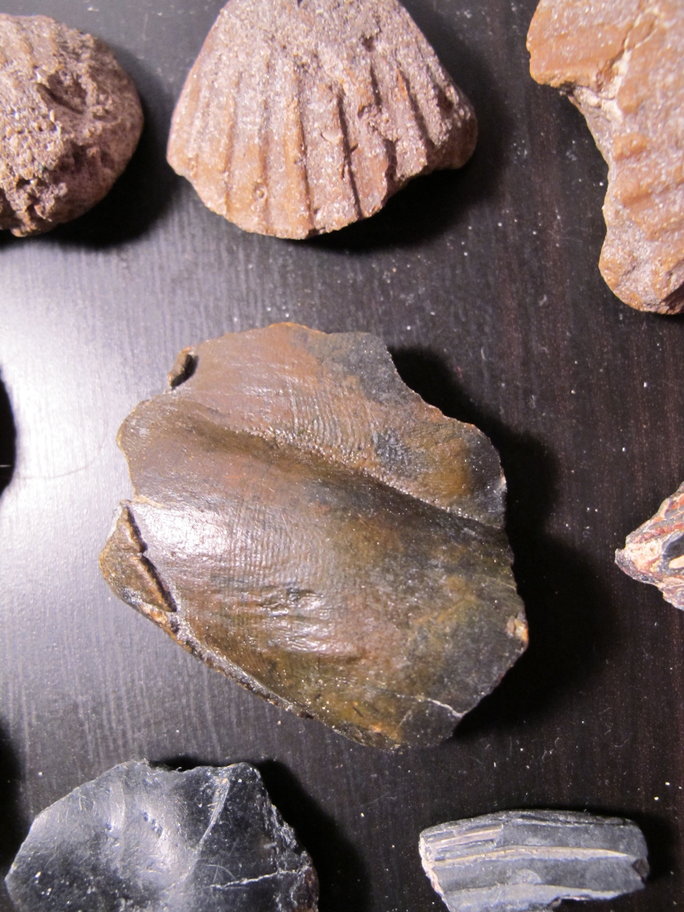 Bone Valley Phosphate Mine Hunt - Fossil Hunting Trips - The Fossil Forum