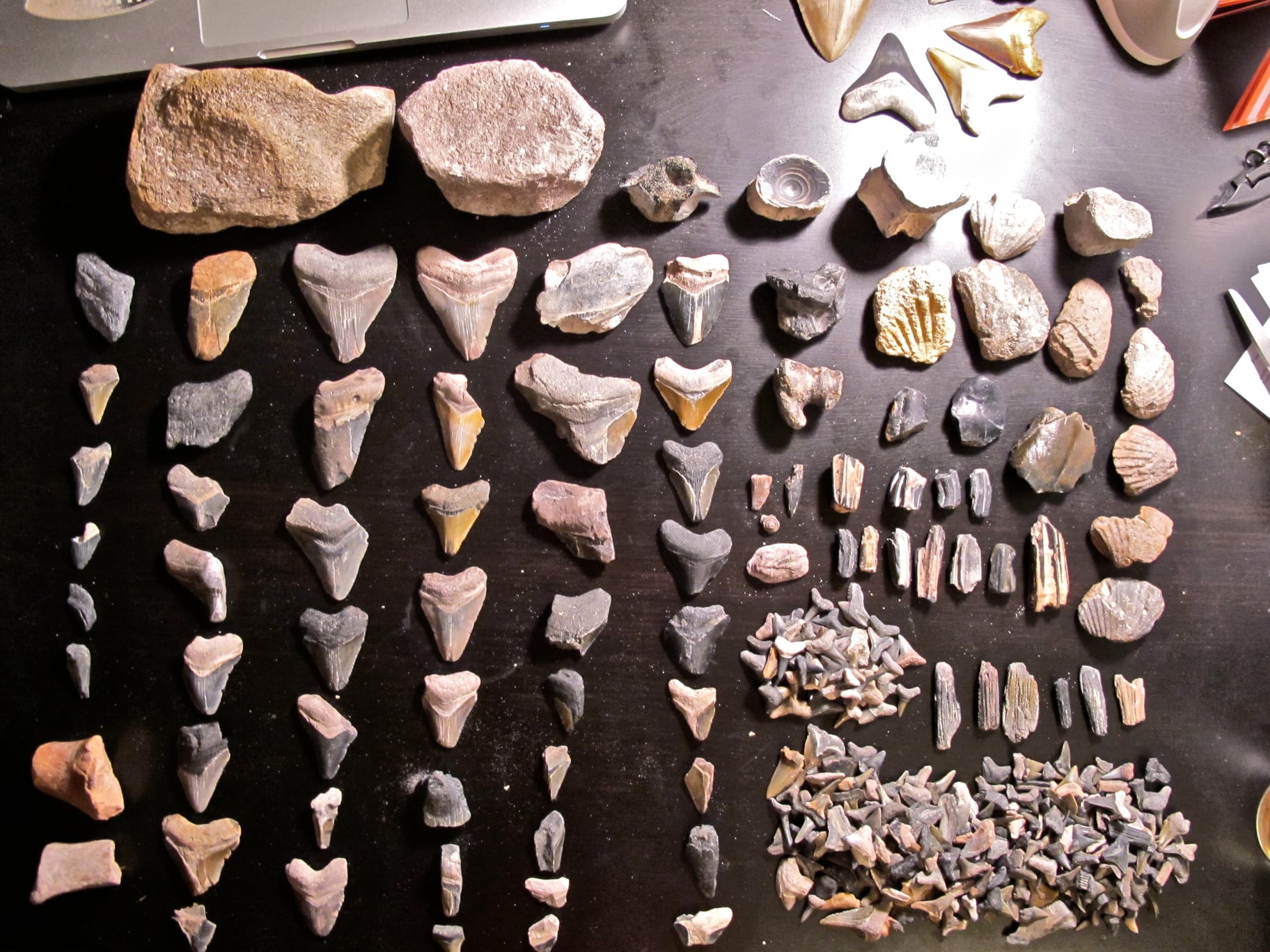 Bone Valley Phosphate Mine Hunt - Fossil Hunting Trips - The Fossil Forum