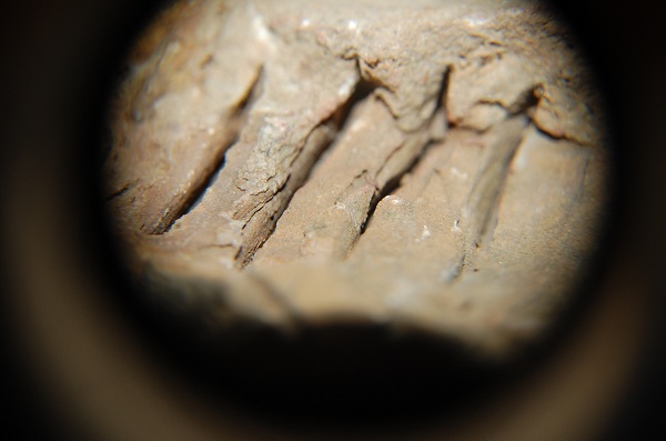 Coeymans Fossil - Fossil ID - The Fossil Forum