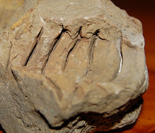 Coeymans Fossil - Fossil ID - The Fossil Forum