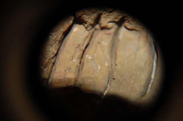 Coeymans Fossil - Fossil ID - The Fossil Forum