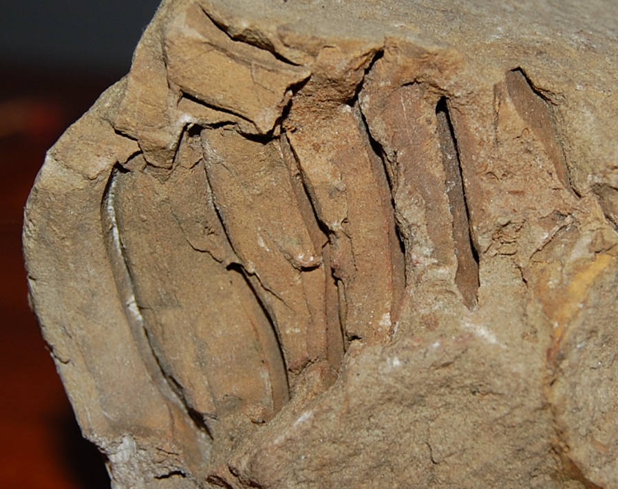 Coeymans Fossil - Fossil ID - The Fossil Forum