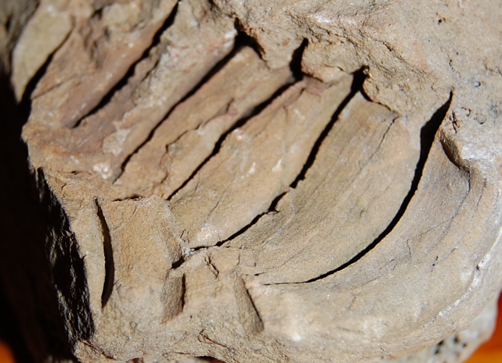 Coeymans Fossil - Fossil ID - The Fossil Forum