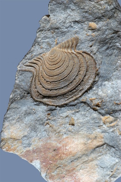 Odd Little Items - Fossil ID - The Fossil Forum