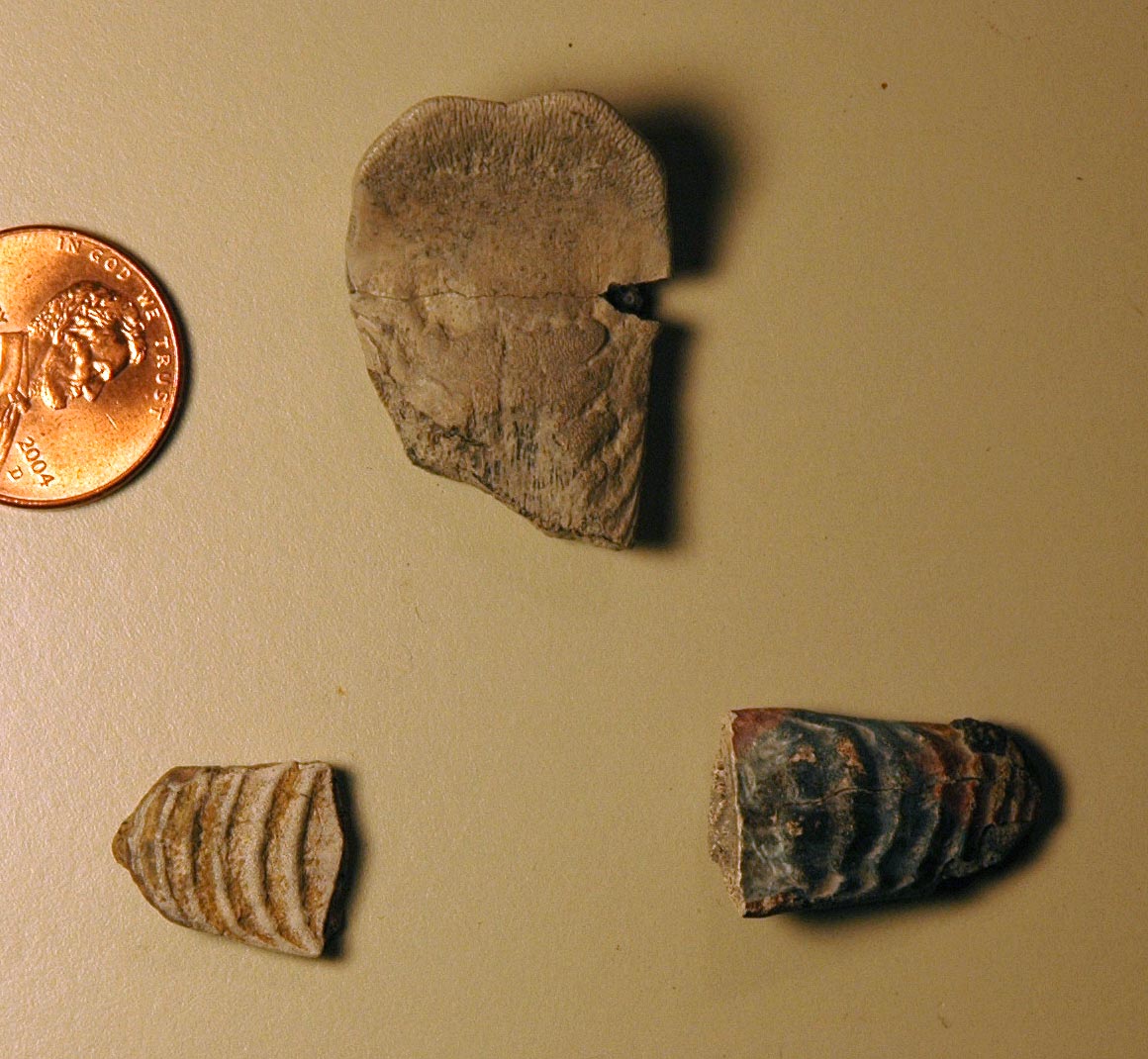 Some Pennsylvanian Shark Teeth - Member Collections - The Fossil Forum