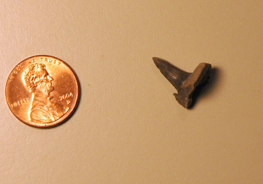 Some Pennsylvanian Shark Teeth - Member Collections - The Fossil Forum