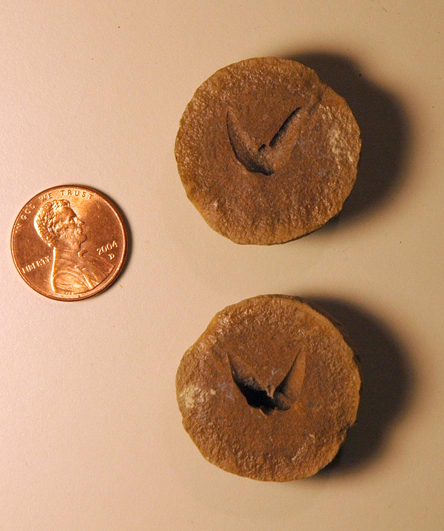 Some Pennsylvanian Shark Teeth - Member Collections - The Fossil Forum