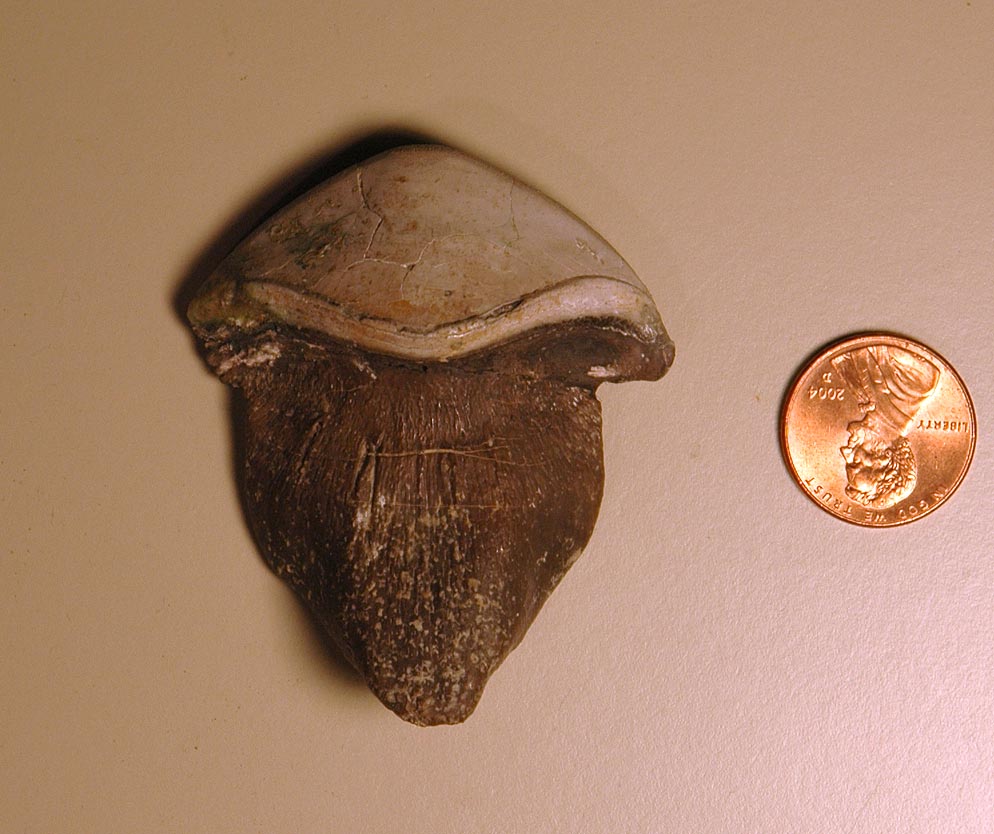 Some Pennsylvanian Shark Teeth - Member Collections - The Fossil Forum