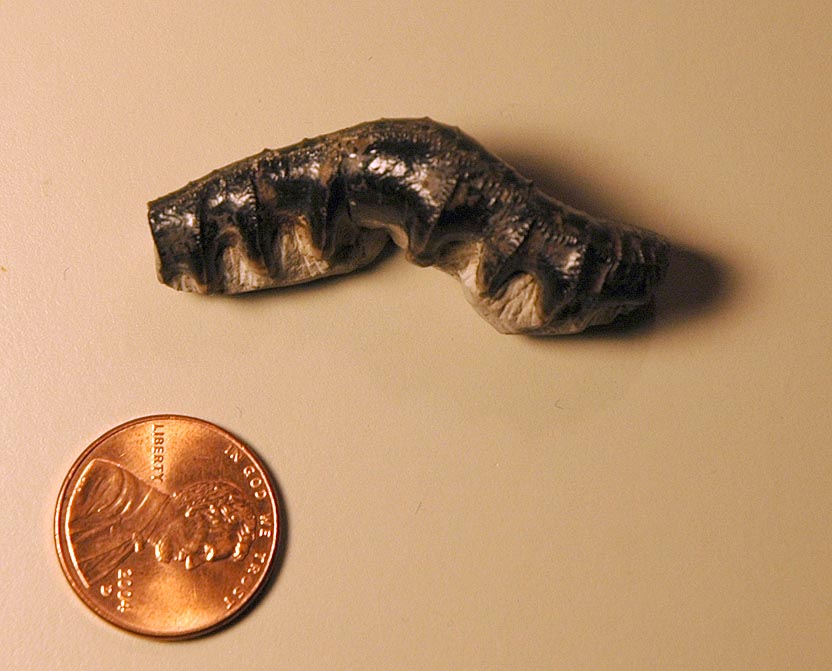 Some Pennsylvanian Shark Teeth - Member Collections - The Fossil Forum