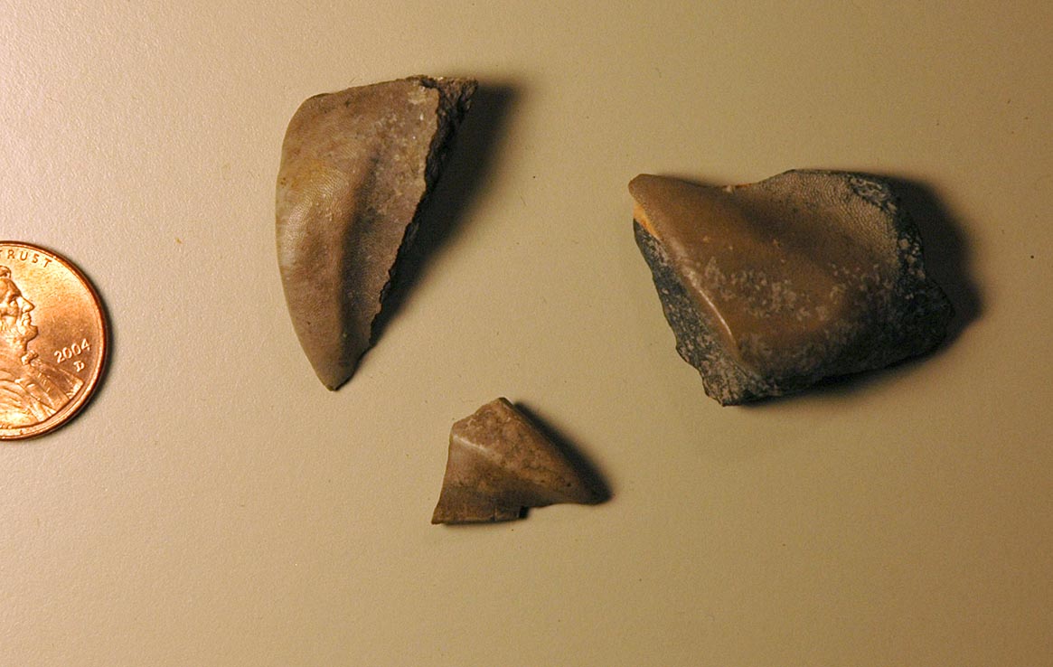 Some Pennsylvanian Shark Teeth - Member Collections - The Fossil Forum
