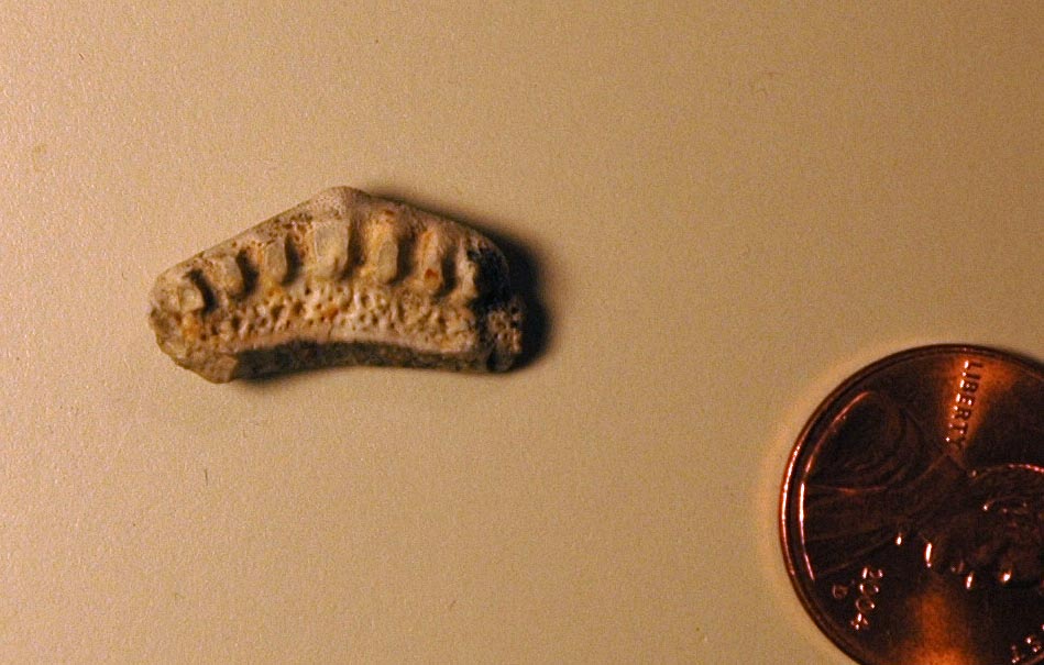 Some Pennsylvanian Shark Teeth - Member Collections - The Fossil Forum