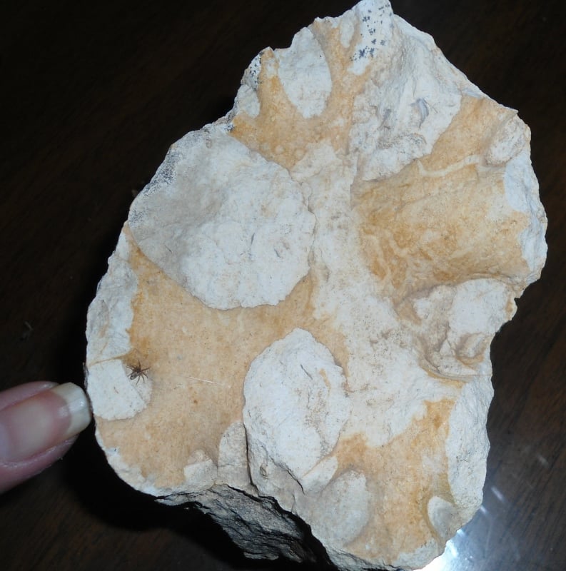 Never Seen This Before....austin Chalk - Fossil ID - The Fossil Forum