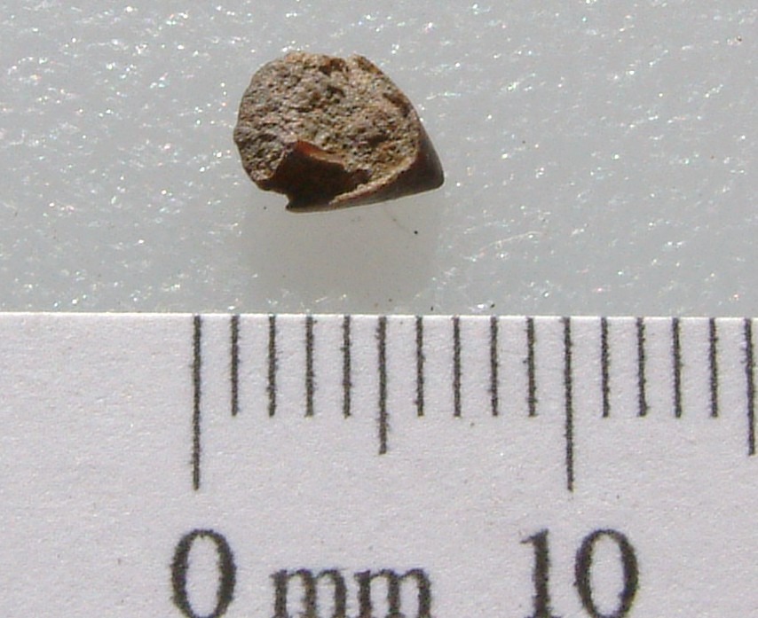 Please Help With Id....maybe Fish Mouth Plate? - Fossil ID - The Fossil ...