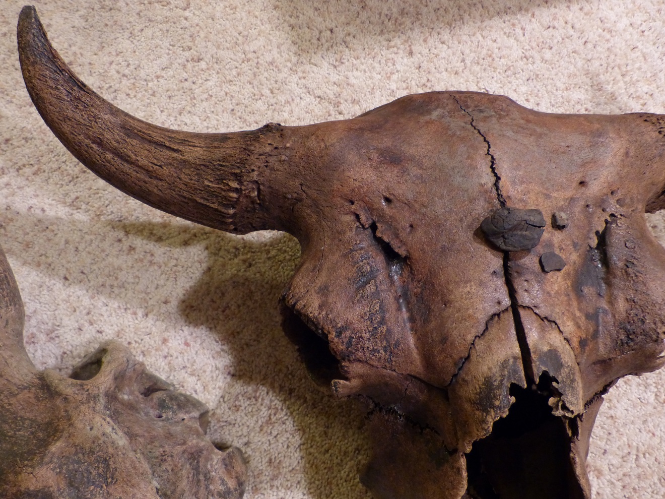 Burned Skulls? - Questions & Answers - The Fossil Forum