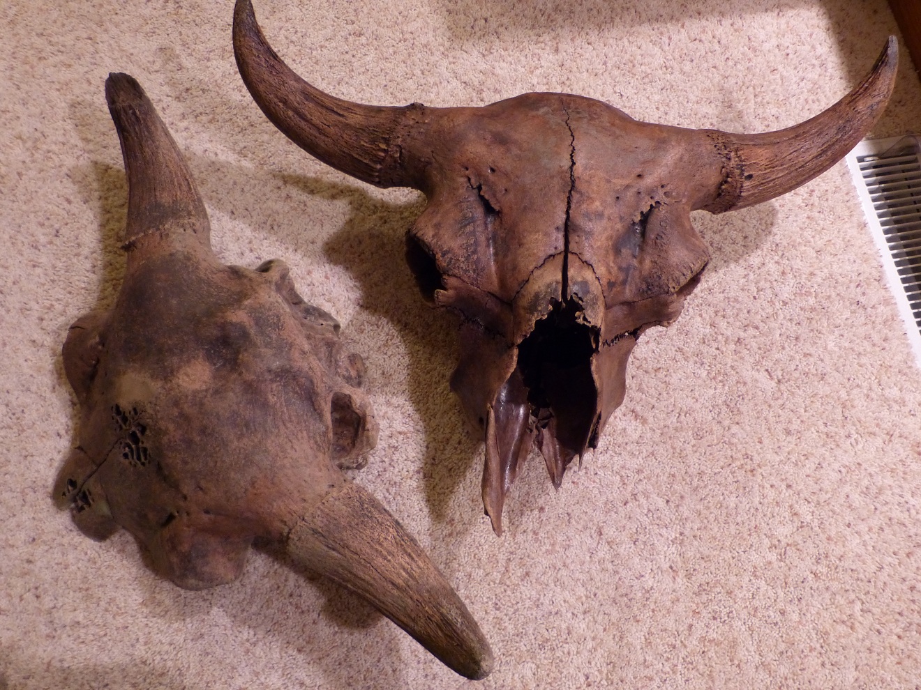 Burned Skulls? - Questions & Answers - The Fossil Forum