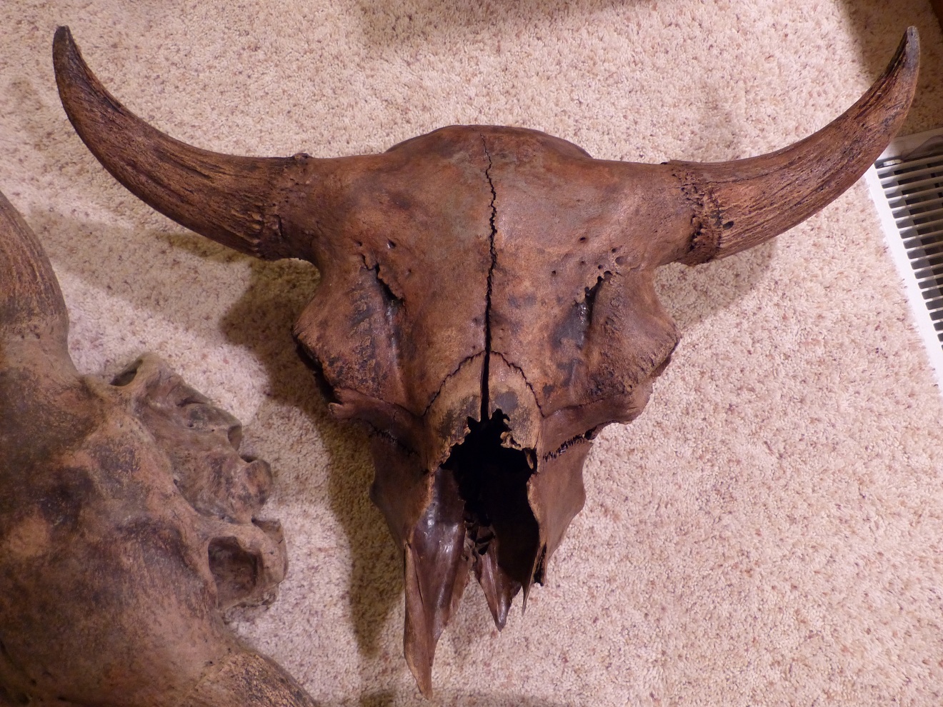 Burned Skulls? - Questions & Answers - The Fossil Forum