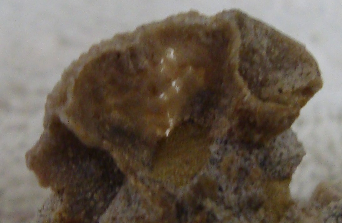 Unknown At Ordovician-Silurian Interface - Fossil ID - The Fossil Forum
