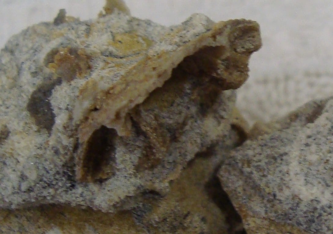 Unknown At Ordovician-Silurian Interface - Fossil ID - The Fossil Forum