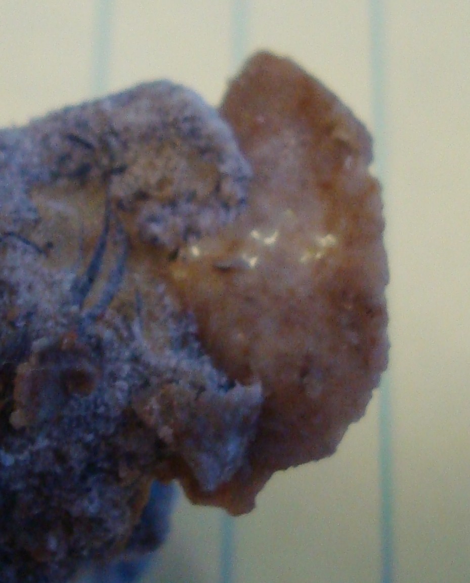 Unknown At Ordovician-Silurian Interface - Fossil ID - The Fossil Forum