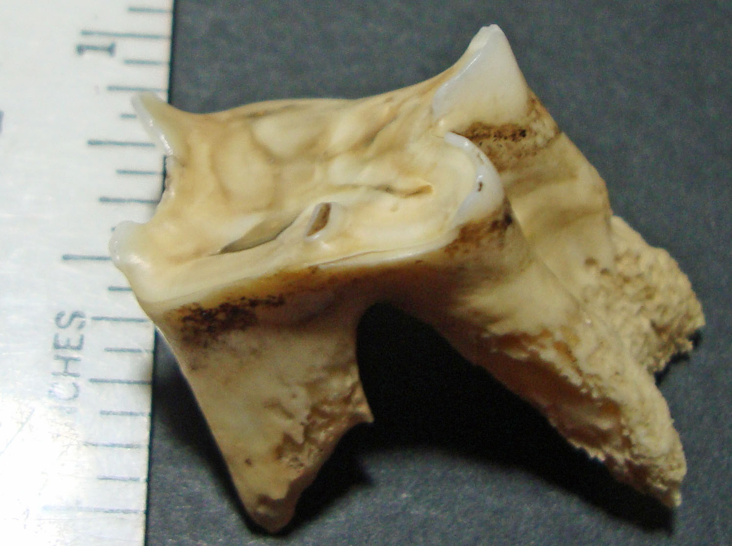 Bovine Tooth? - Fossil ID - The Fossil Forum