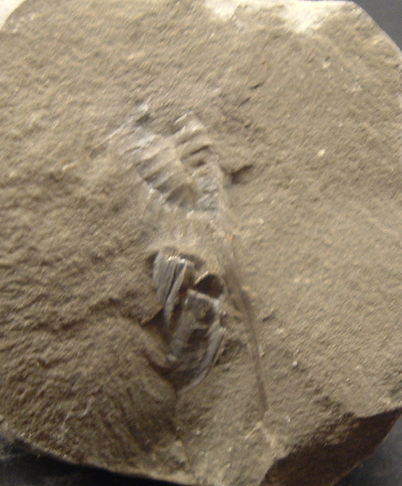Horseshoe Crab - General Fossil Discussion - The Fossil Forum