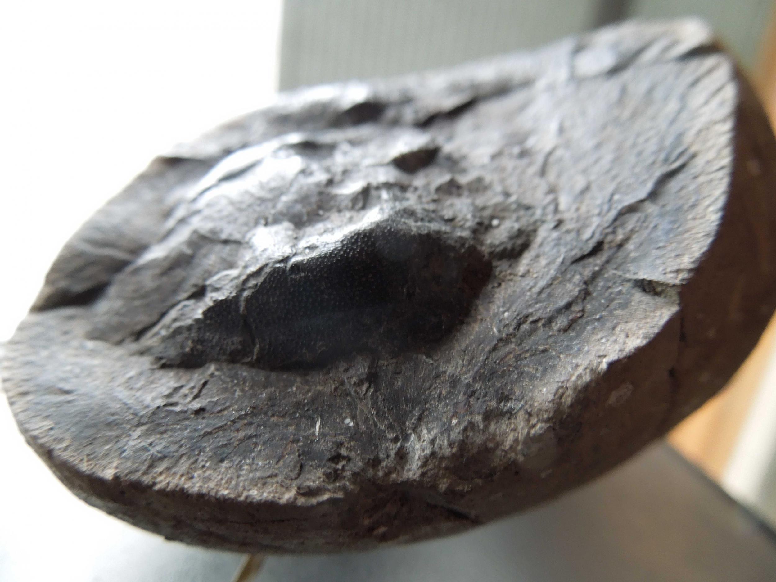 Is This An Egg Fossil? - Fossil ID - The Fossil Forum