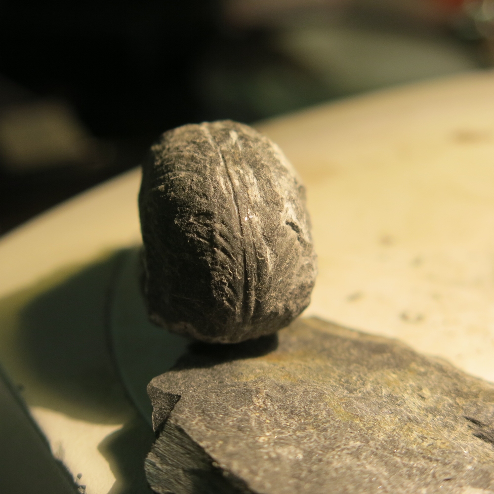 Triassic Fossil.. But What Is It? - Fossil ID - The Fossil Forum
