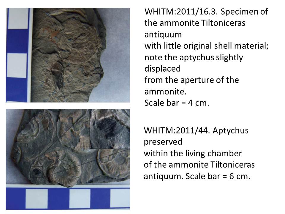 Ammonite Aptychi ? - General Fossil Discussion - The Fossil Forum