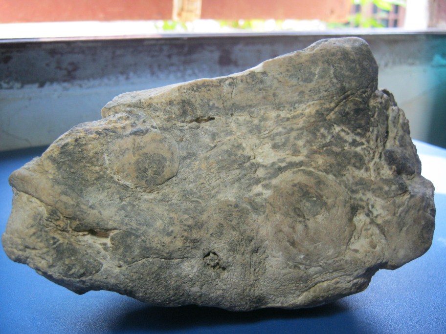Fossils Of Ancient Animals Head. - Member Collections - The Fossil Forum
