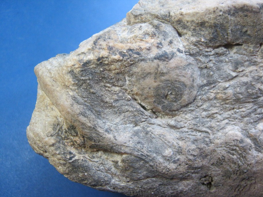 Fossils Of Ancient Animals Head. - Member Collections - The Fossil Forum