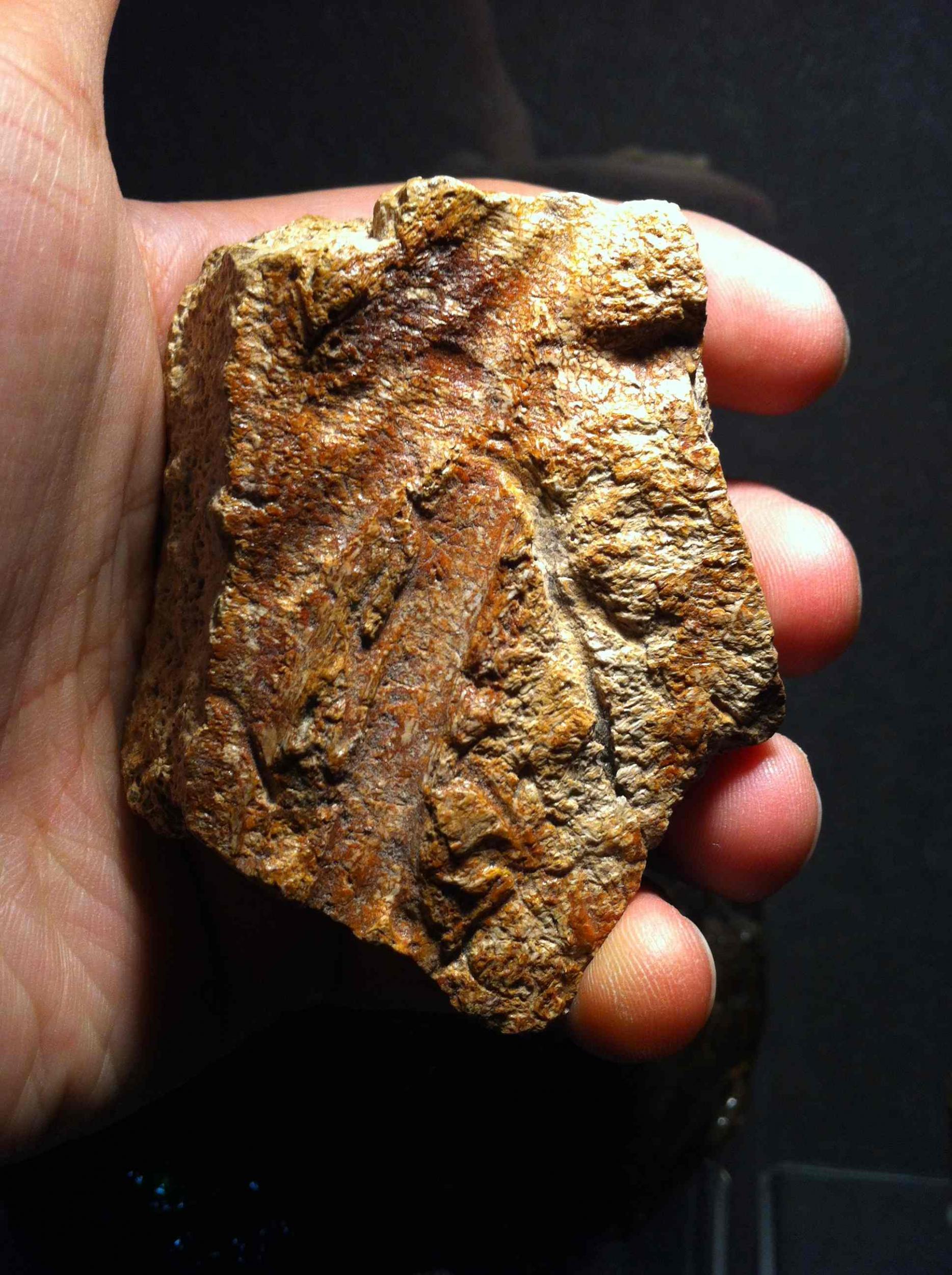 My Latest Hell Creek Dino Fossils - T-Rex And Triceratops - Member ...