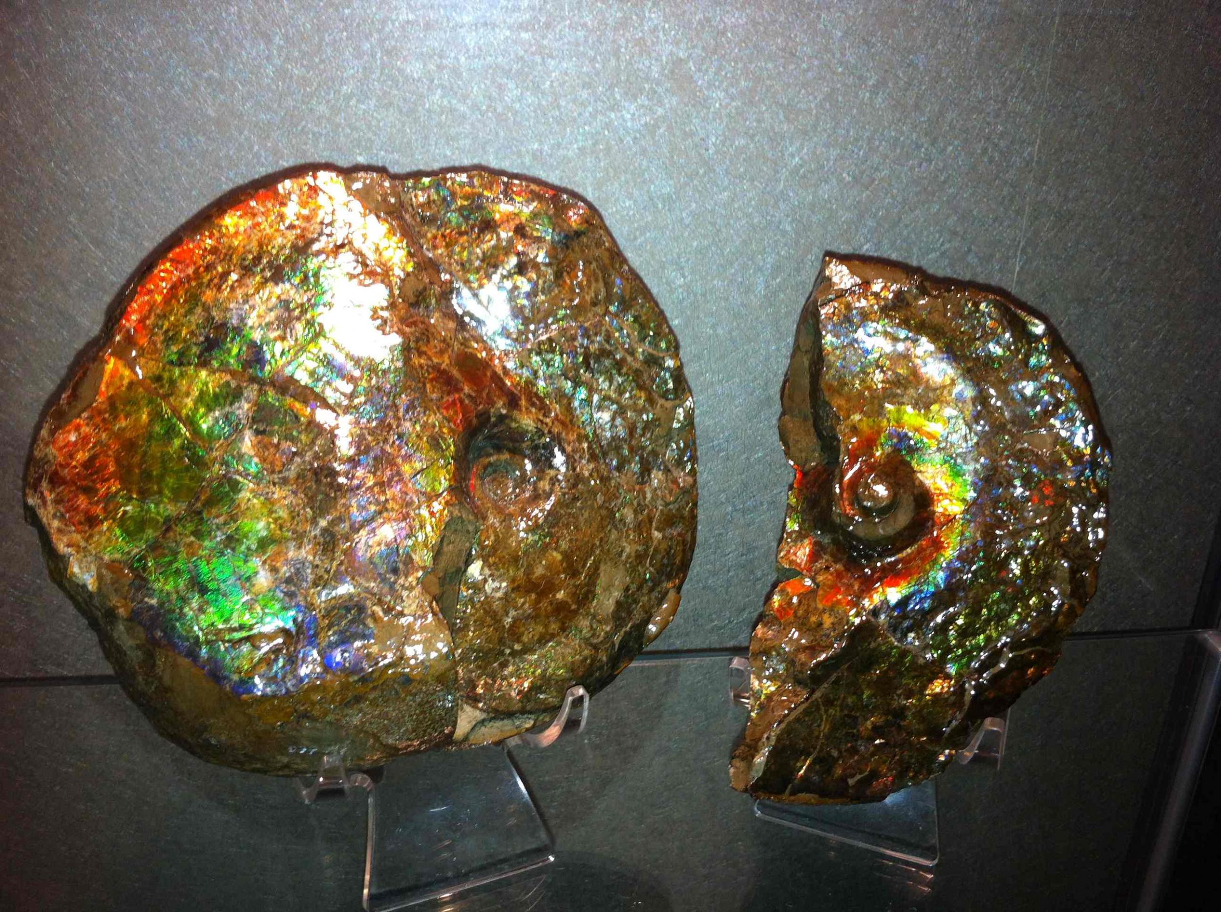 Show Us Your Blue Fossils - Page 3 - Member Collections - The Fossil Forum