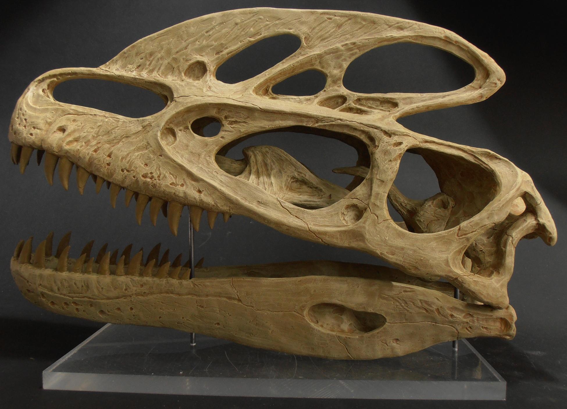 Dinosaur Skull Replicas Self Made - Paleo Re-creations - The Fossil Forum
