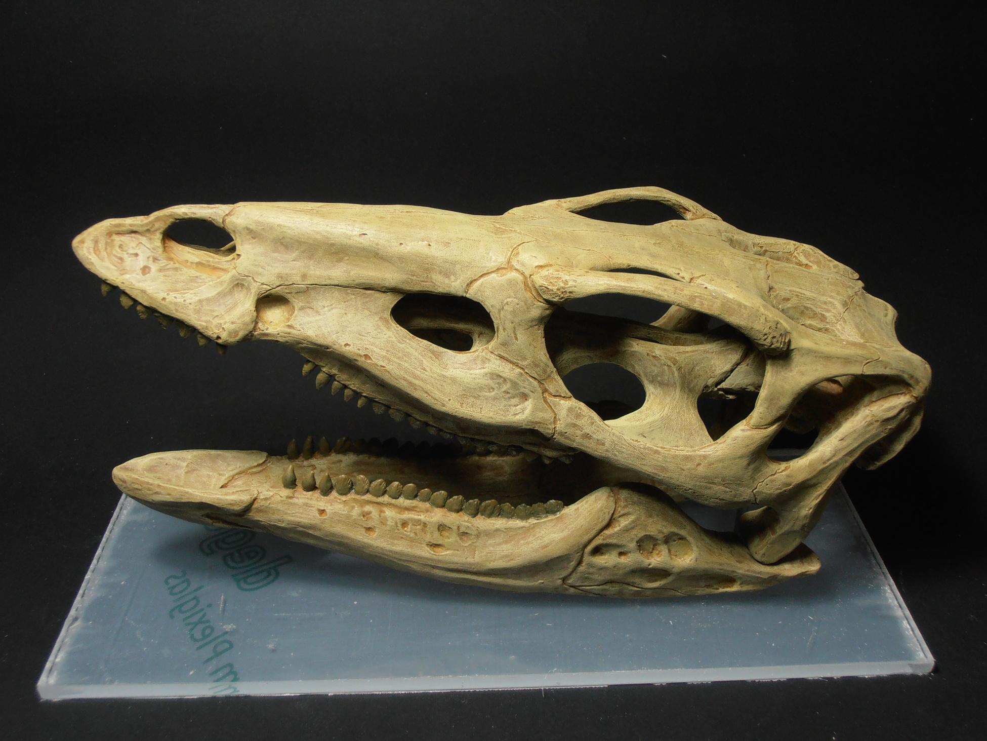 Dinosaur Skull Replicas Self Made - Paleo Re-creations - The Fossil Forum