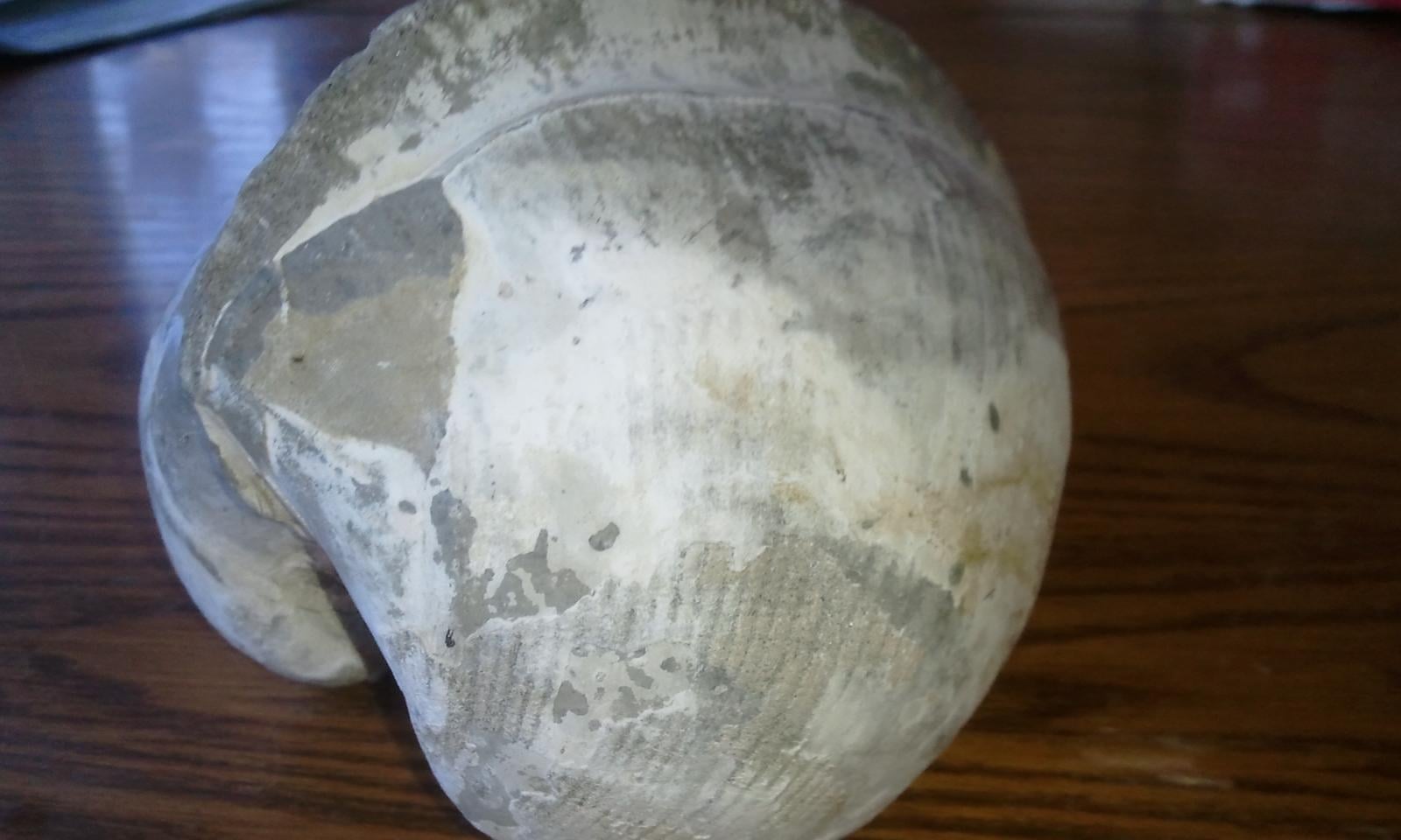 Cucullaea Gigantea - Questions & Answers - The Fossil Forum