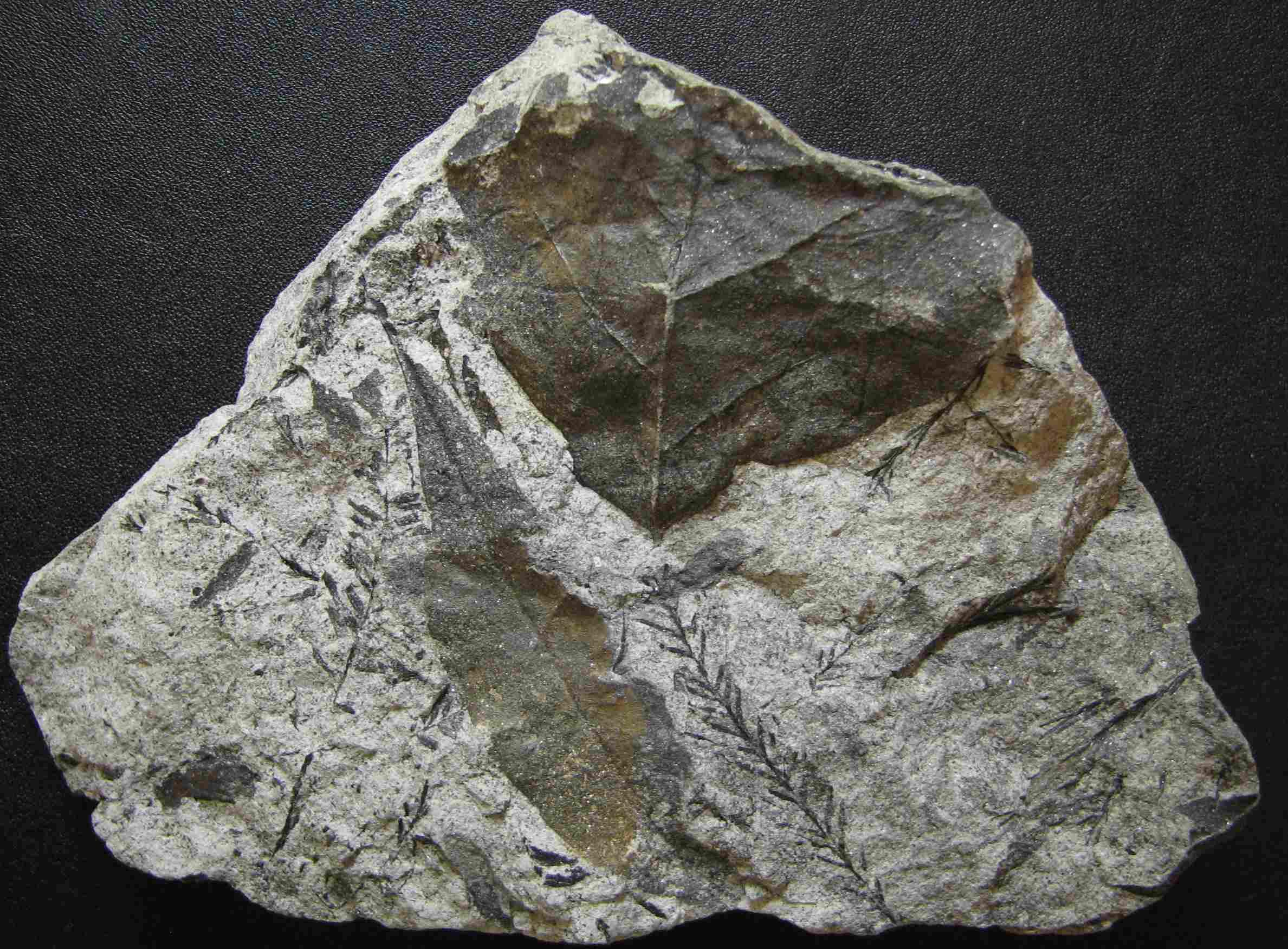 Bone Valley Gem, Mineral And Fossil Show 2/23/13 - General Fossil ...